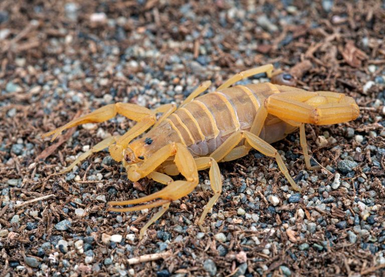 Common Arizona Scorpions: Identification & Behavior | Green Mango