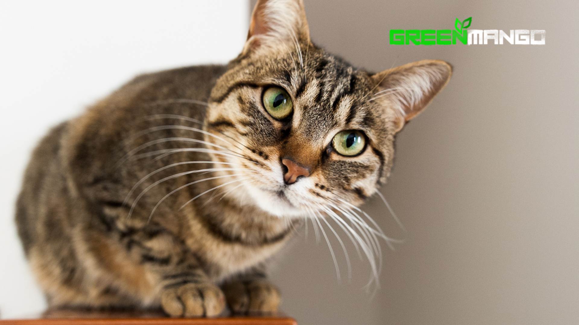 What Happens When A Scorpion Stings My Cat? | Green Mango