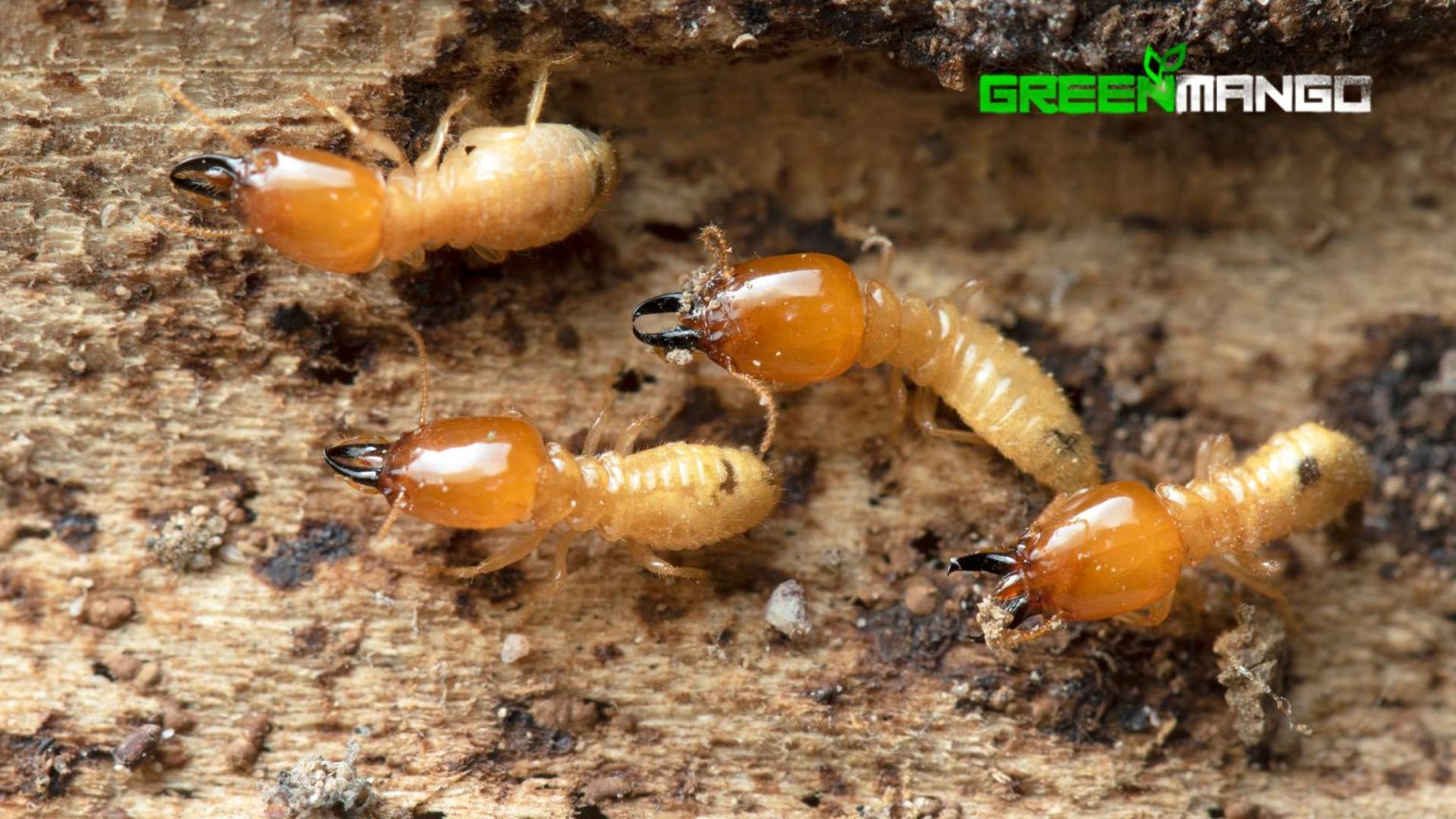 Understanding the Threat of Termites in Phoenix | Green Mango Pest Control