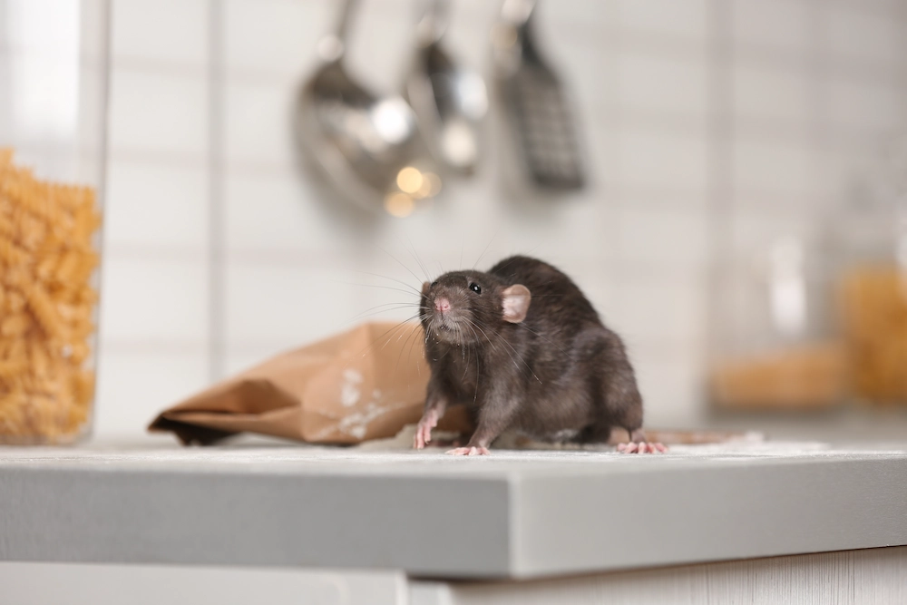 How Do Rodents Spread Diseases? Understanding Rodent Disease Transmission