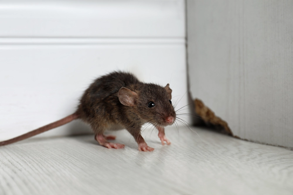 How Do Rodents Spread Diseases? Understanding Rodent Disease Transmission